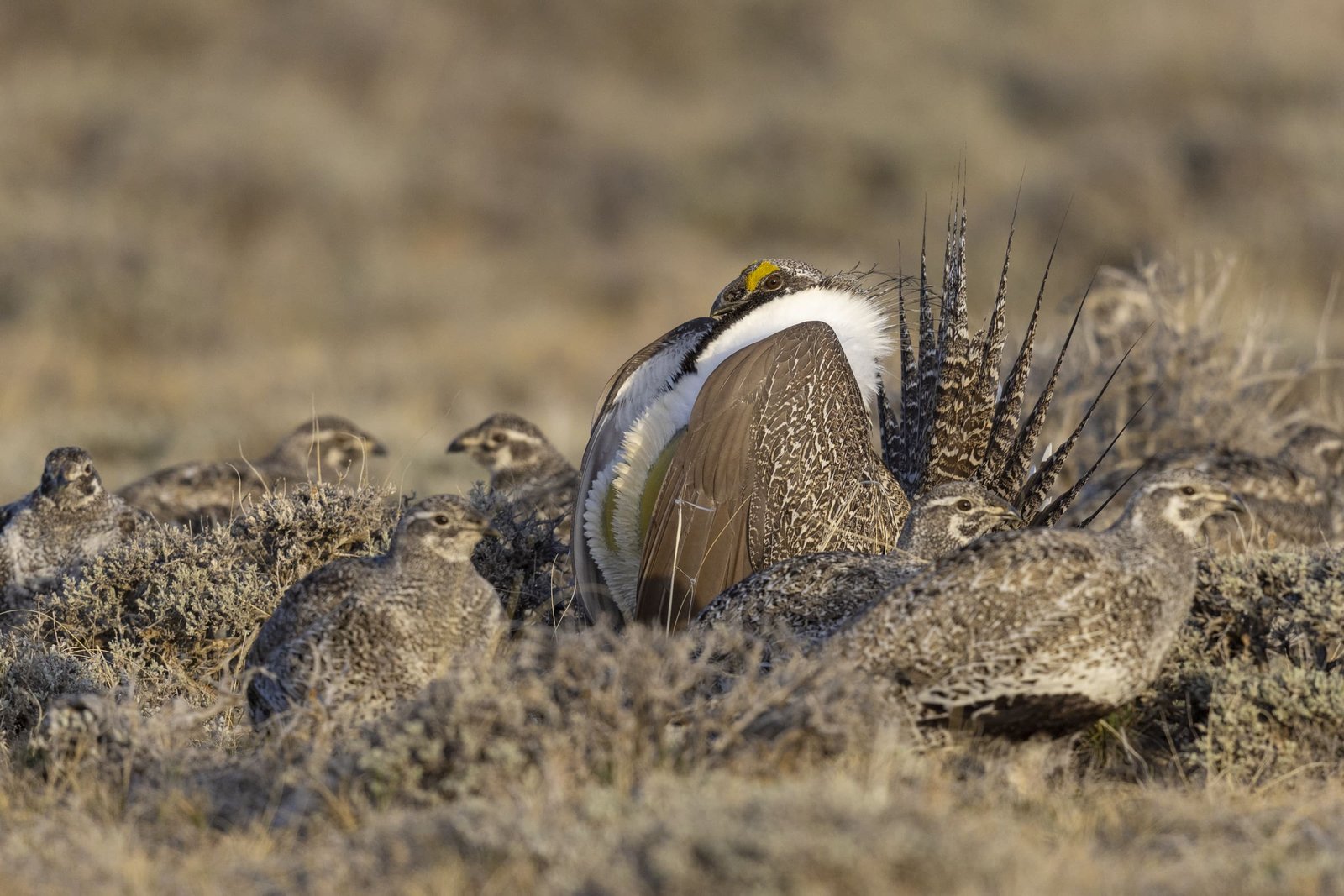Giant ranch twice the size of London and FOUR times bigger than New ...